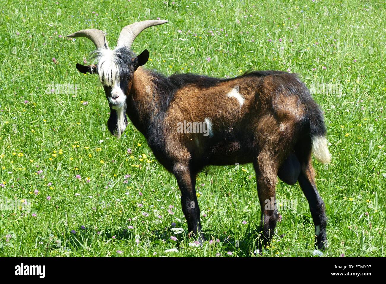 Billy Goat Beard Horns High Resolution Stock Photography and Images - Alamy