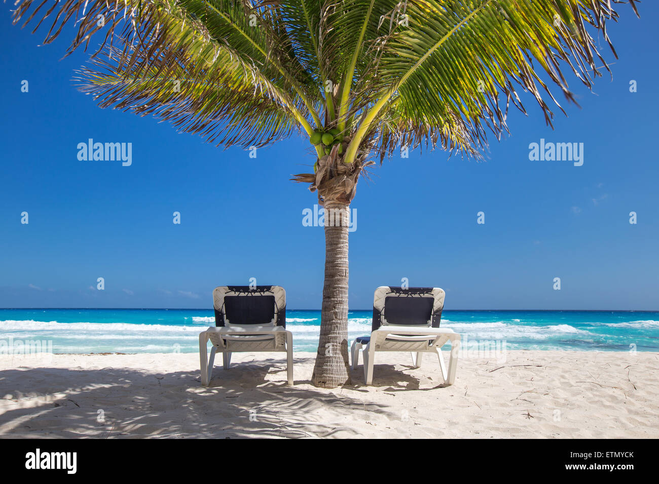 Two beach beds under palm tree on caribbean beachfront Stock Photo - Alamy