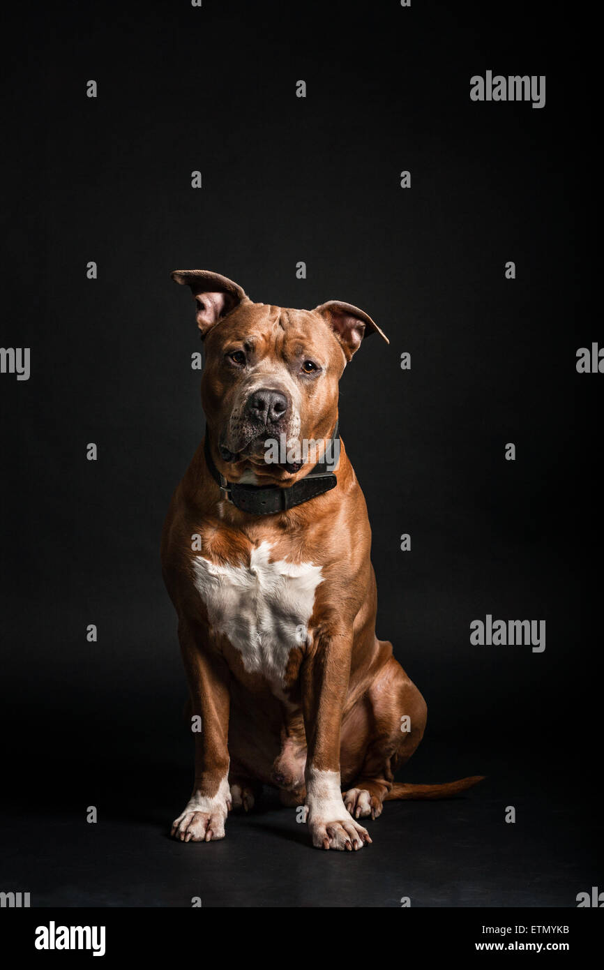 Staffordshire terrier on black background Stock Photo - Alamy