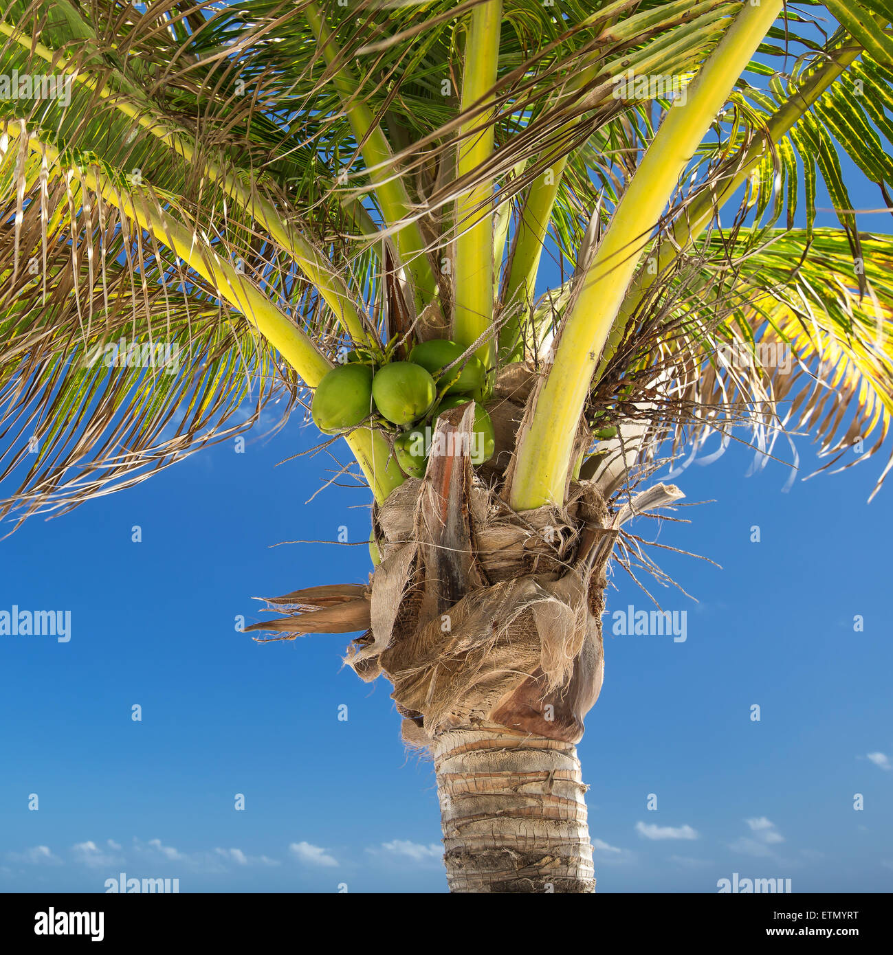 Top of coconut palm tree on blue sky background Stock Photo - Alamy