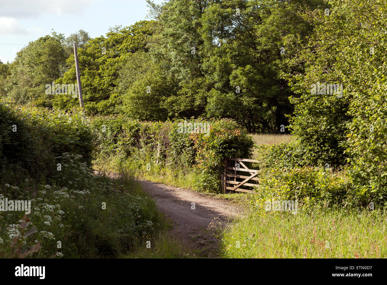 farm track with gate,Farm,Dirt Road,Road,Mud,Grass,Field,Paddock,Copy ...