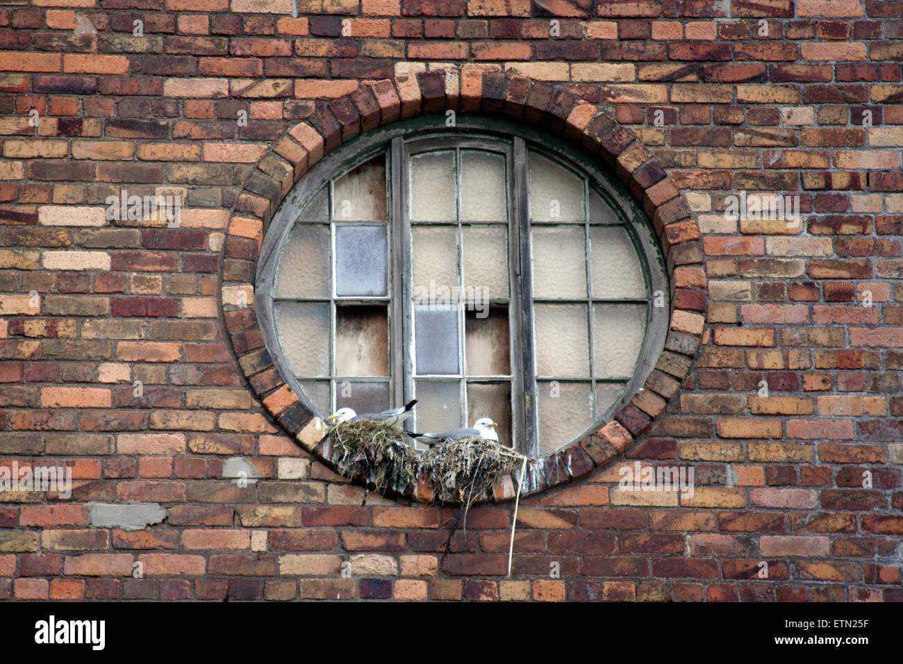 Circular nest hi-res stock photography and images - Alamy