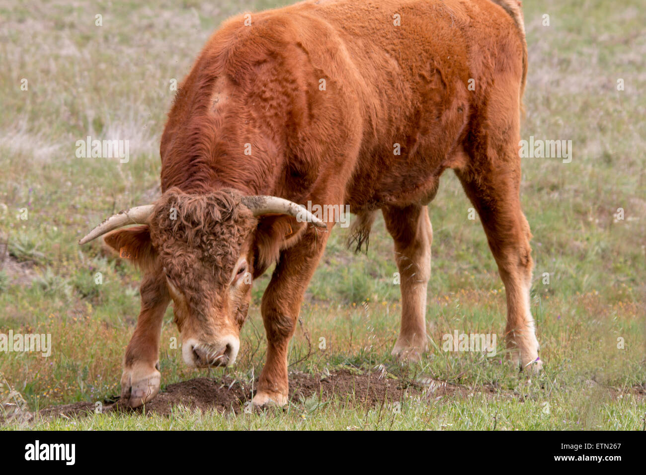 Cow scratching hi-res stock photography and images - Alamy