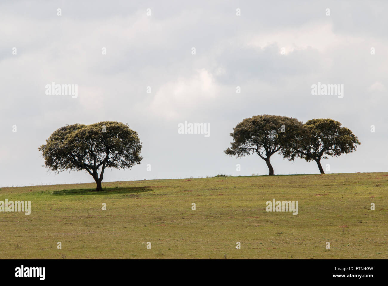 View of the typical Alentejo countryside landscape with lonely trees in ...