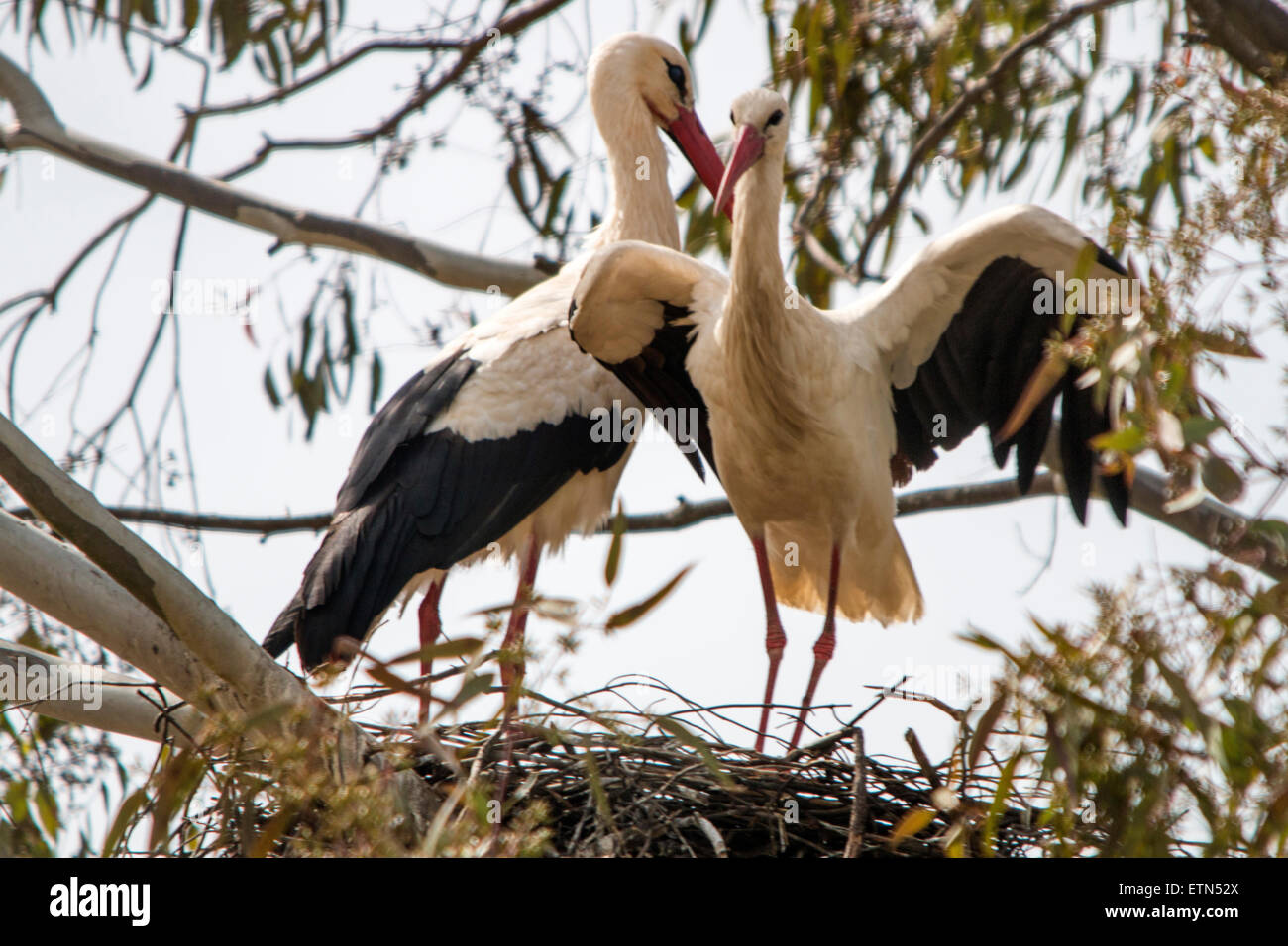 Storks Portugal Stock Photos & Storks Portugal Stock Images - Alamy