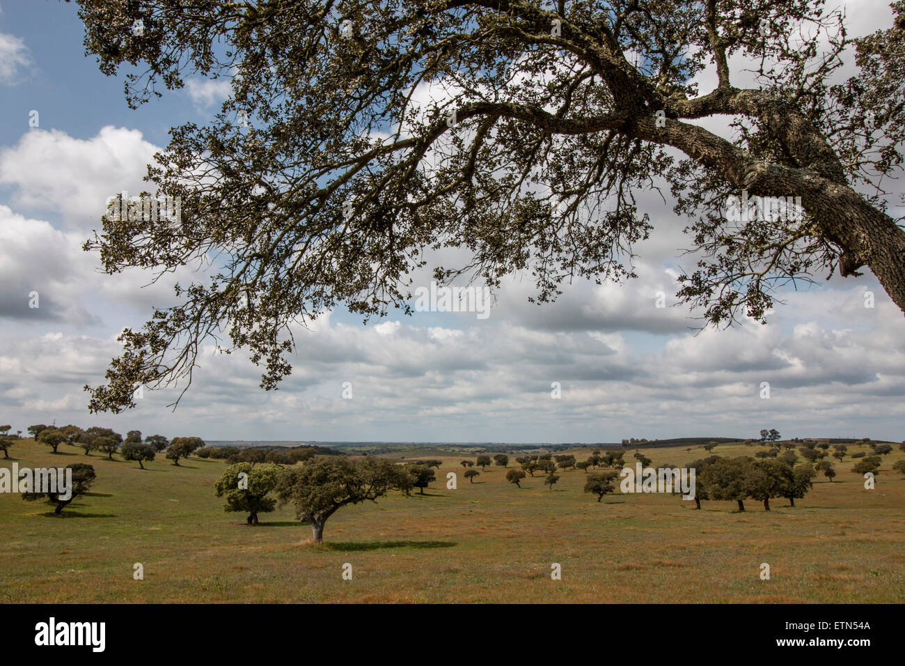 View of the typical Alentejo countryside landscape with lonely trees in ...