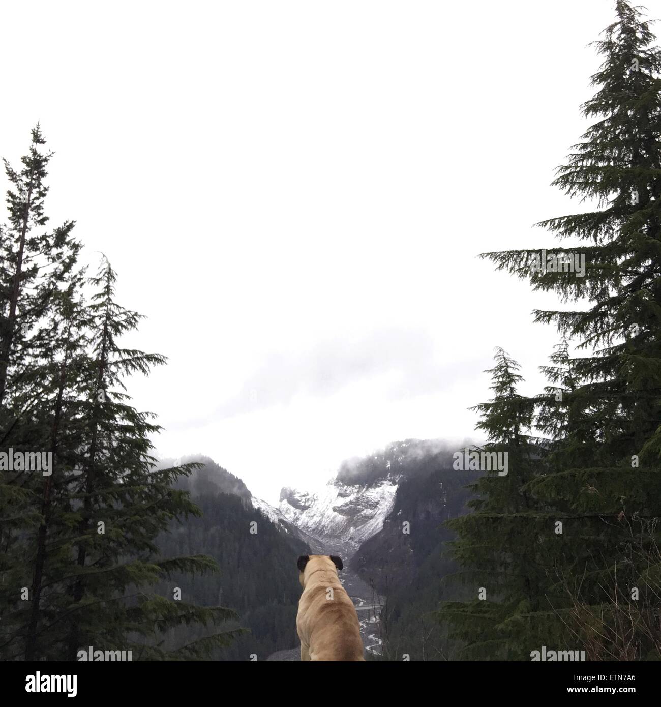 Rear view of a pug dog looking at mountain landscape, USA Stock Photo ...