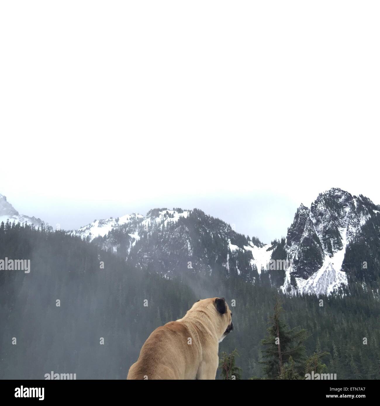 Rear view pug hi-res stock photography and images - Alamy