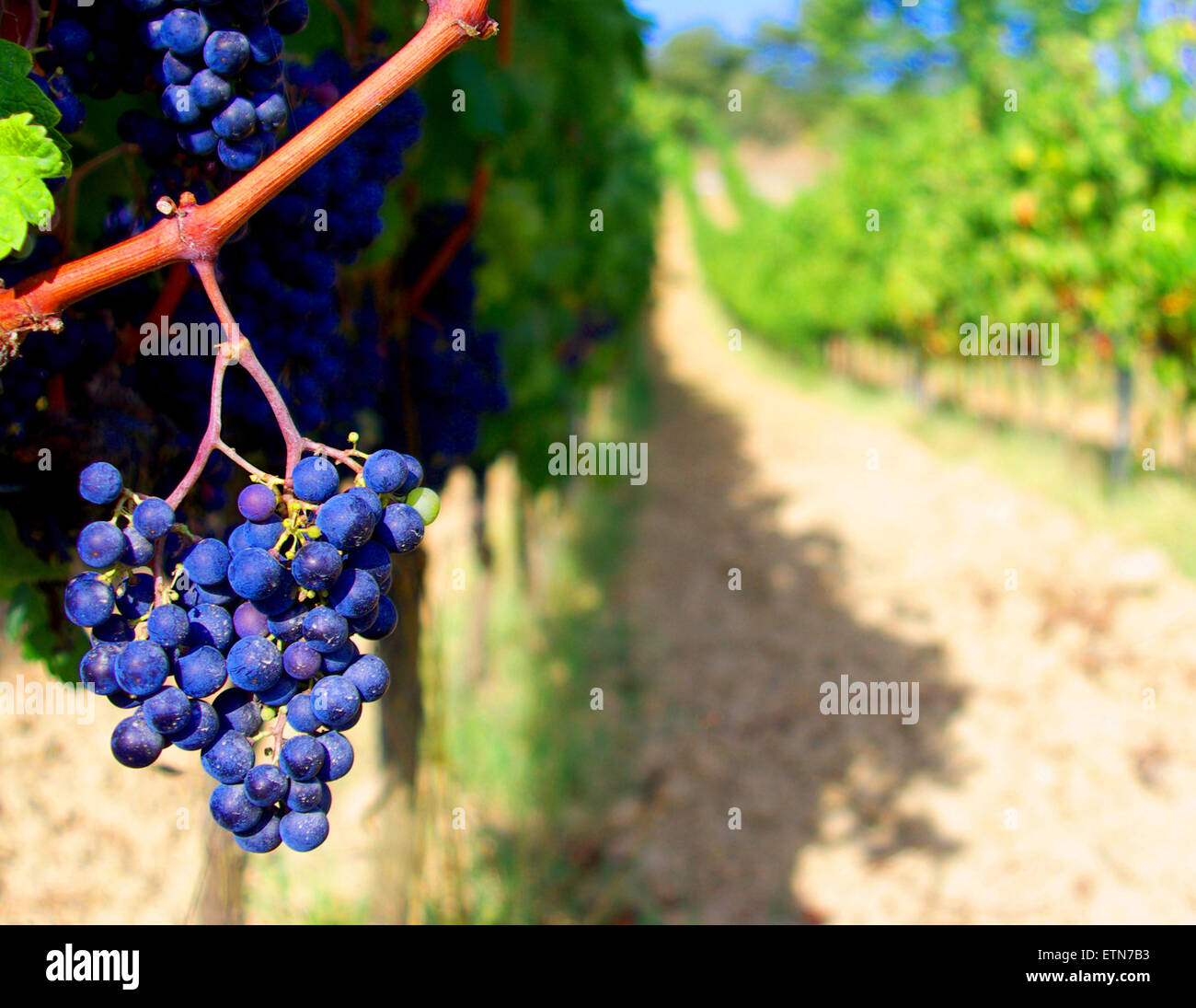Grapes italy tuscany hi-res stock photography and images - Alamy