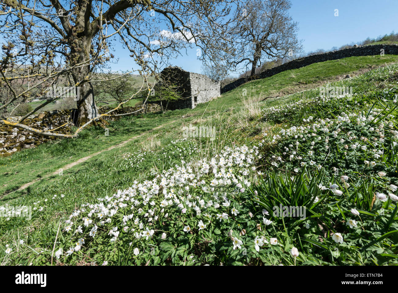 Wood Anemone at Wharfe Wood Stock Photo - Alamy