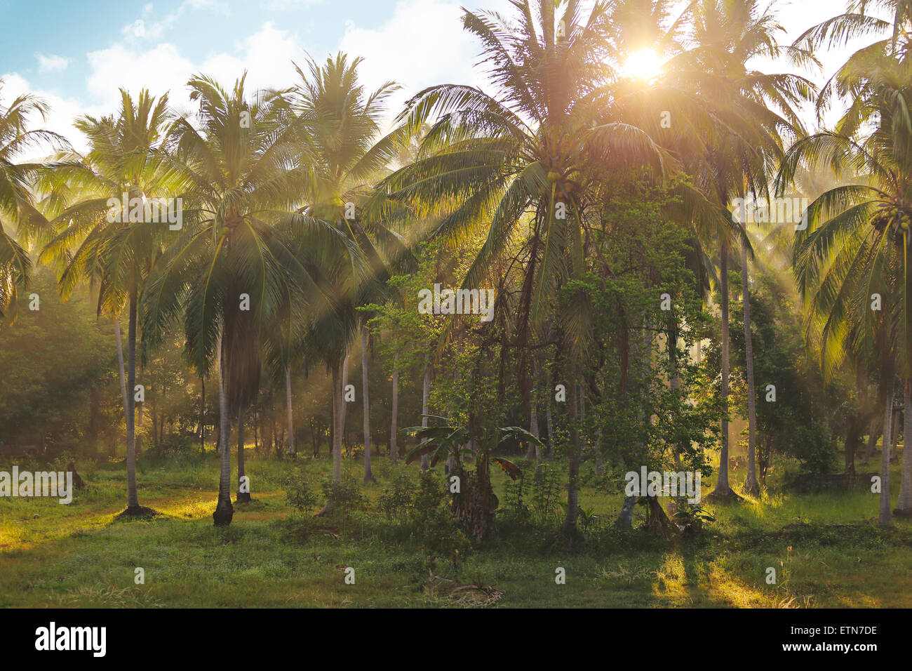 Sunlight beaming through palm trees in a tropical garden hi-res stock ...
