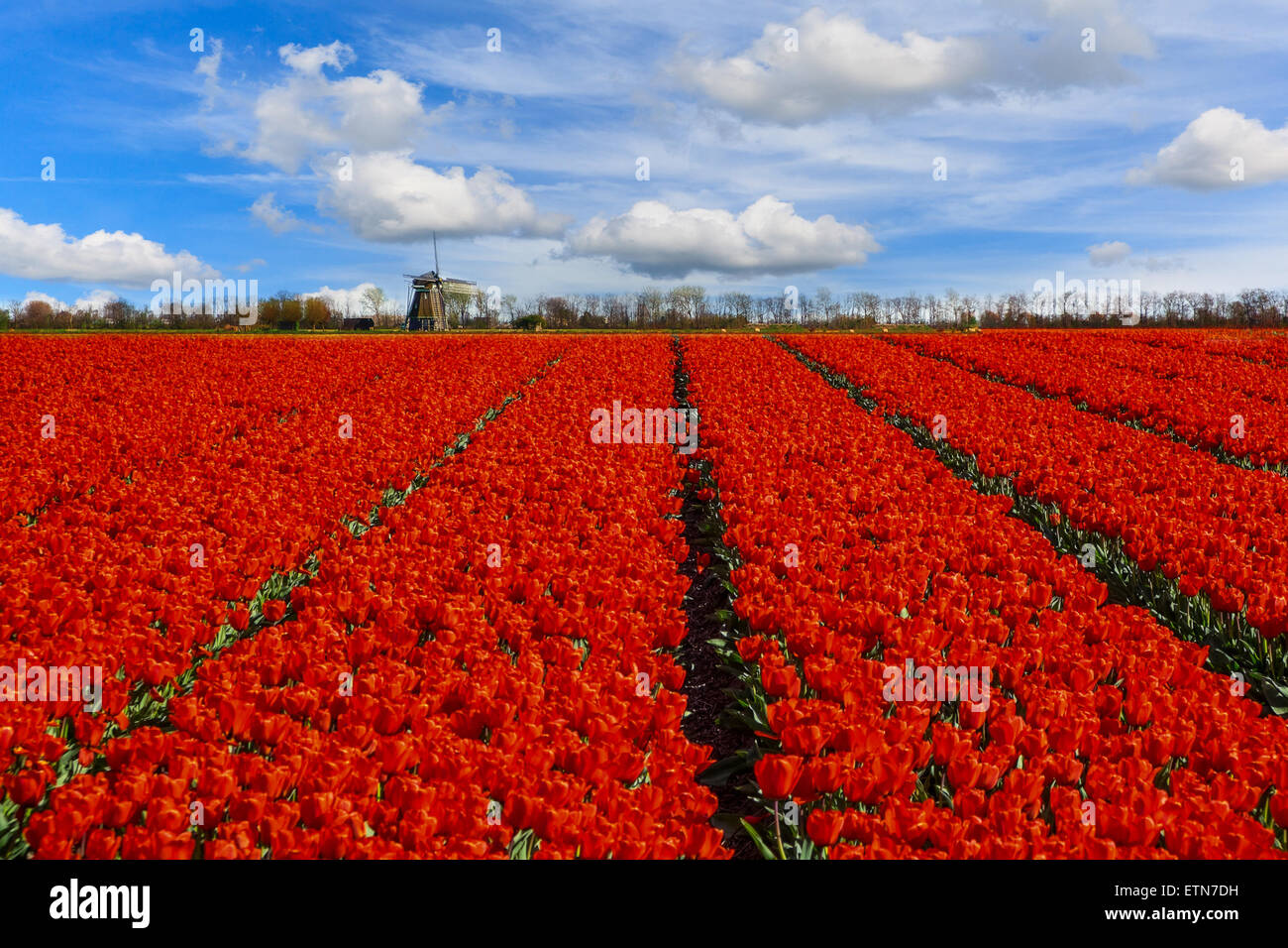 Rows of tulips hi-res stock photography and images - Alamy
