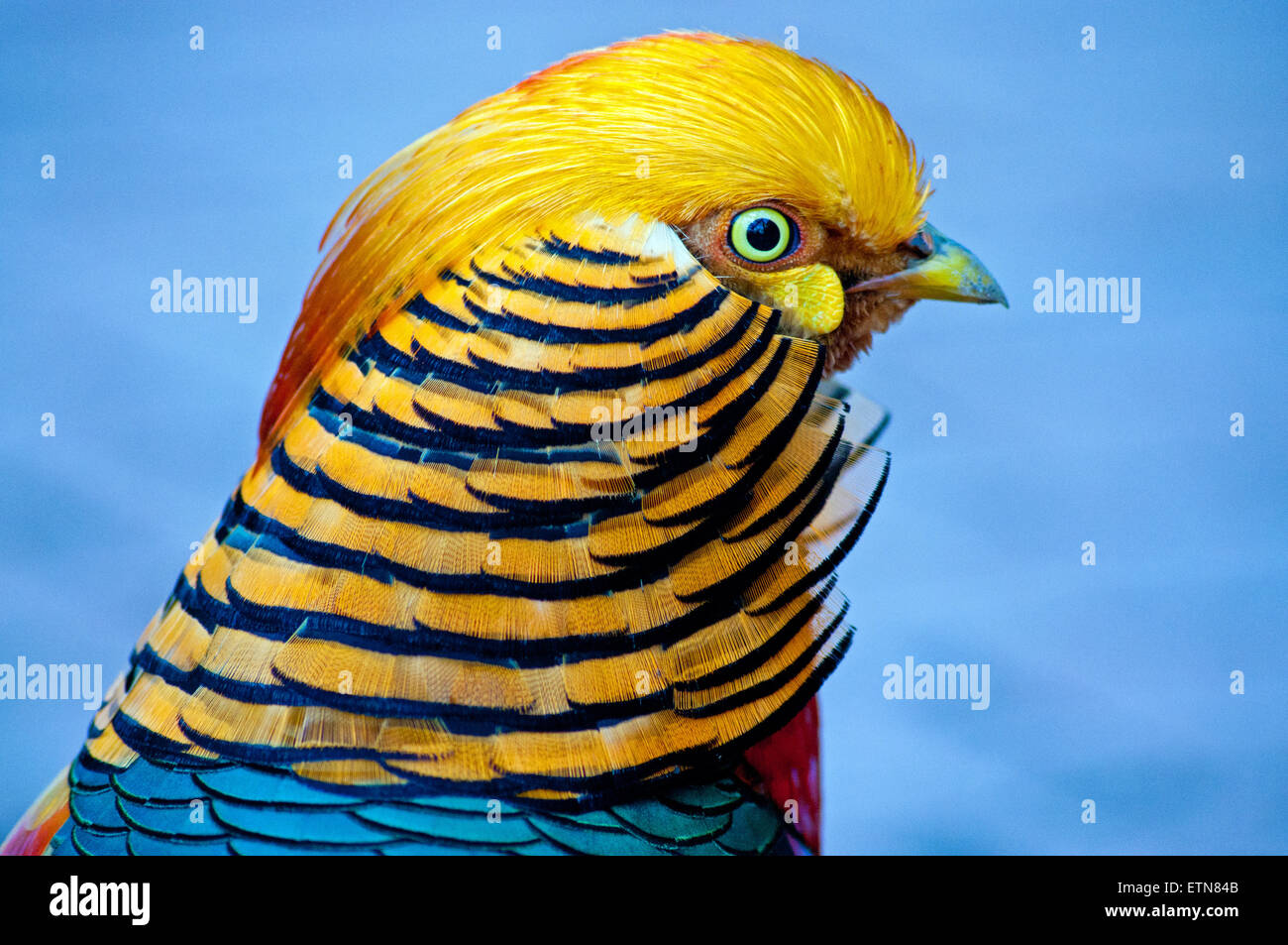 Portrait of a Golden Pheasant bird, South Africa Stock Photo - Alamy