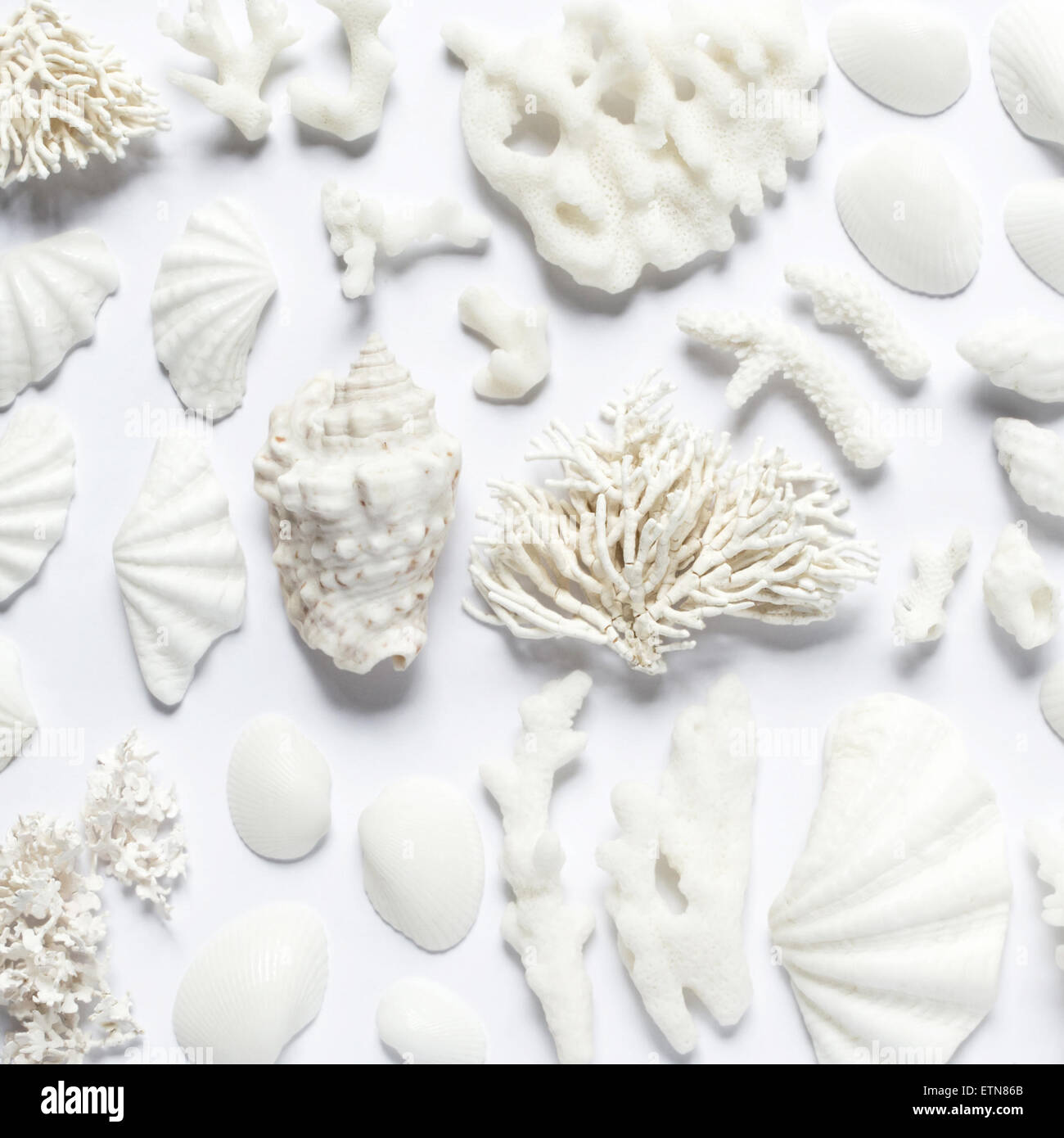 White sea shells and corals on white background Stock Photo - Alamy