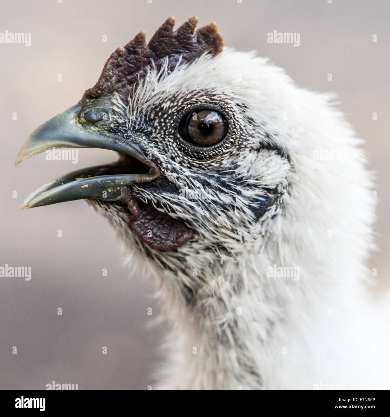 City rooster hi-res stock photography and images - Alamy