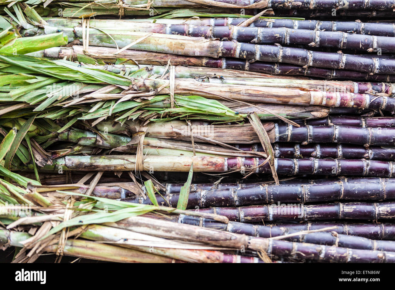 Close-up of sugar cane stalks Stock Photo - Alamy