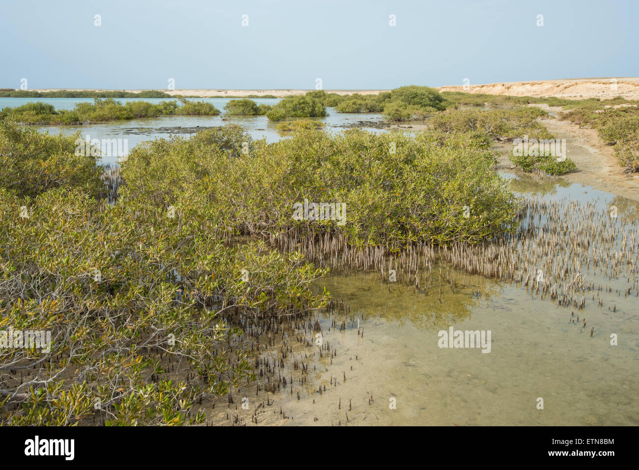 Large white mangrove trees in a tropical lagoon with roots sticking out ...