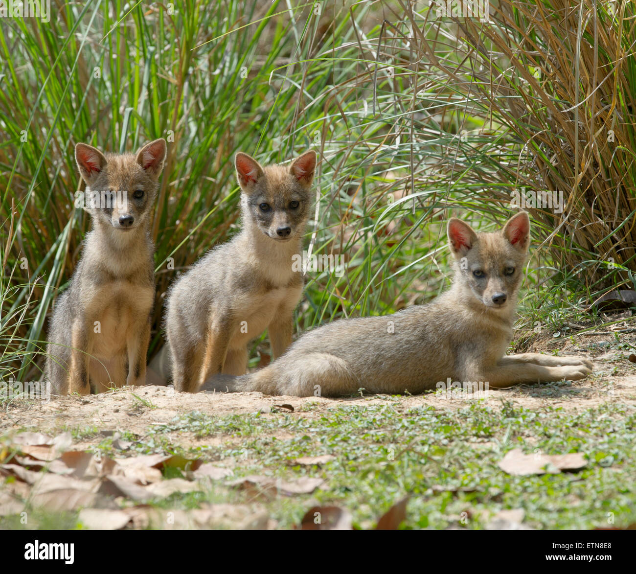 Jackal india gujarat hi-res stock photography and images - Alamy