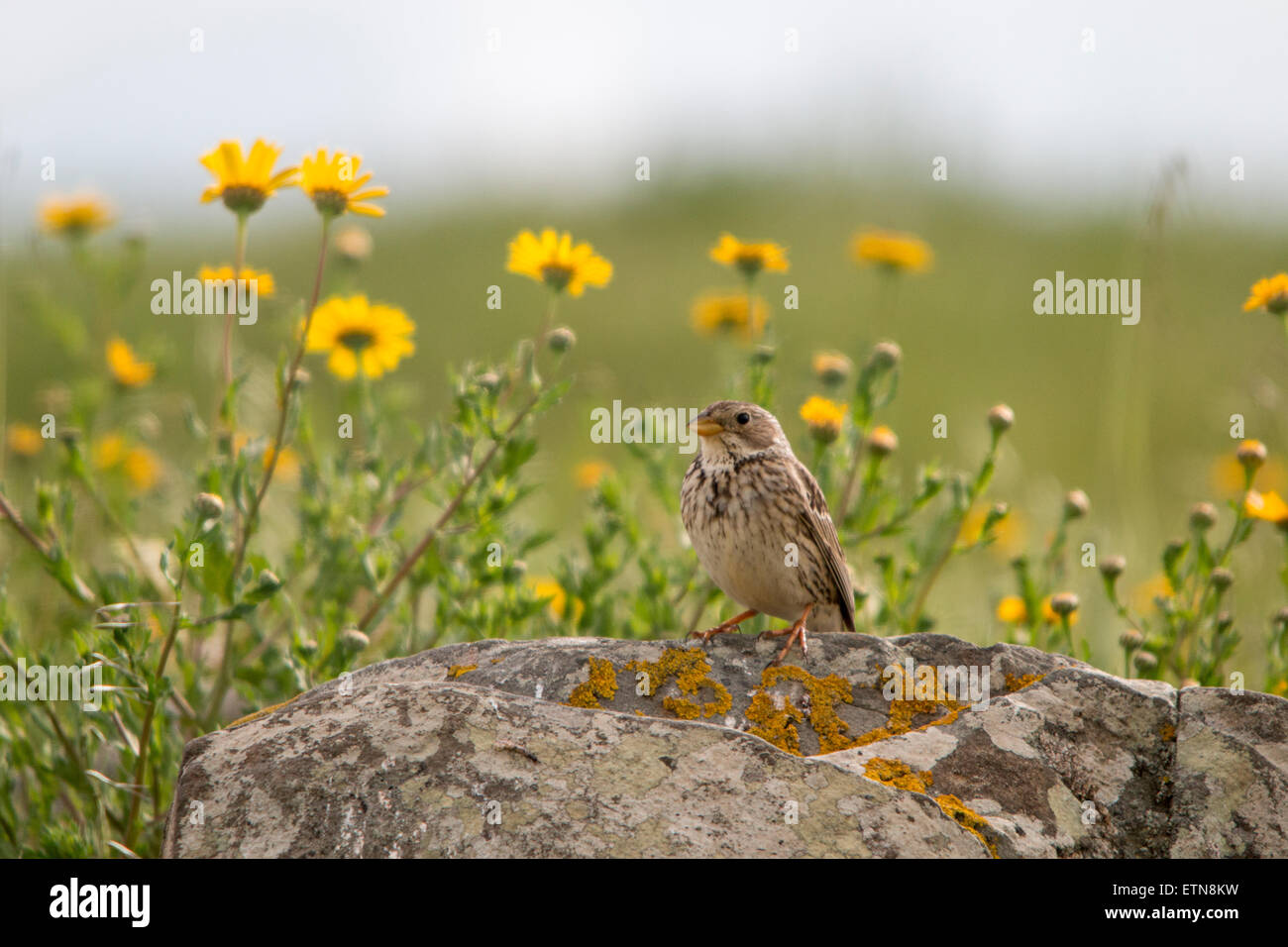View of a lonely Passer Sparrow (Passer domesticus) on top of a stone ...