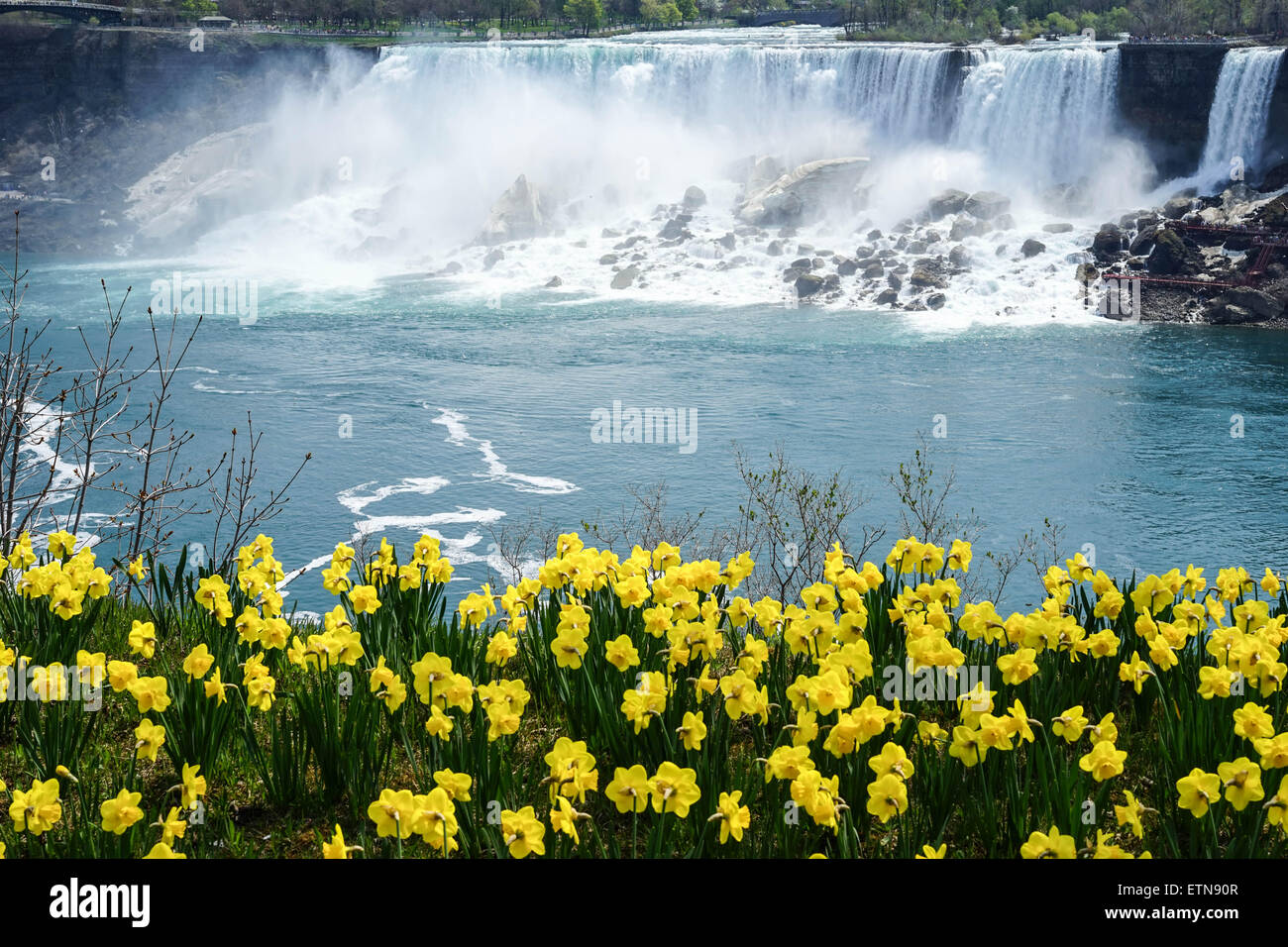 Daffodils in front of Niagara Falls in Spring, Ontario, Canada Stock ...