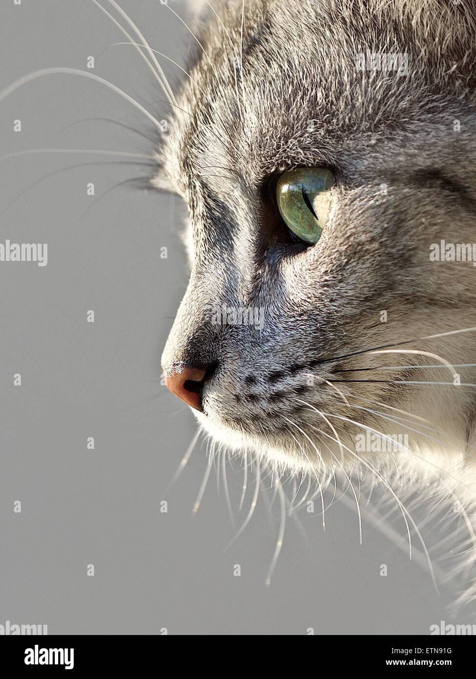 Portrait of a cat Stock Photo - Alamy
