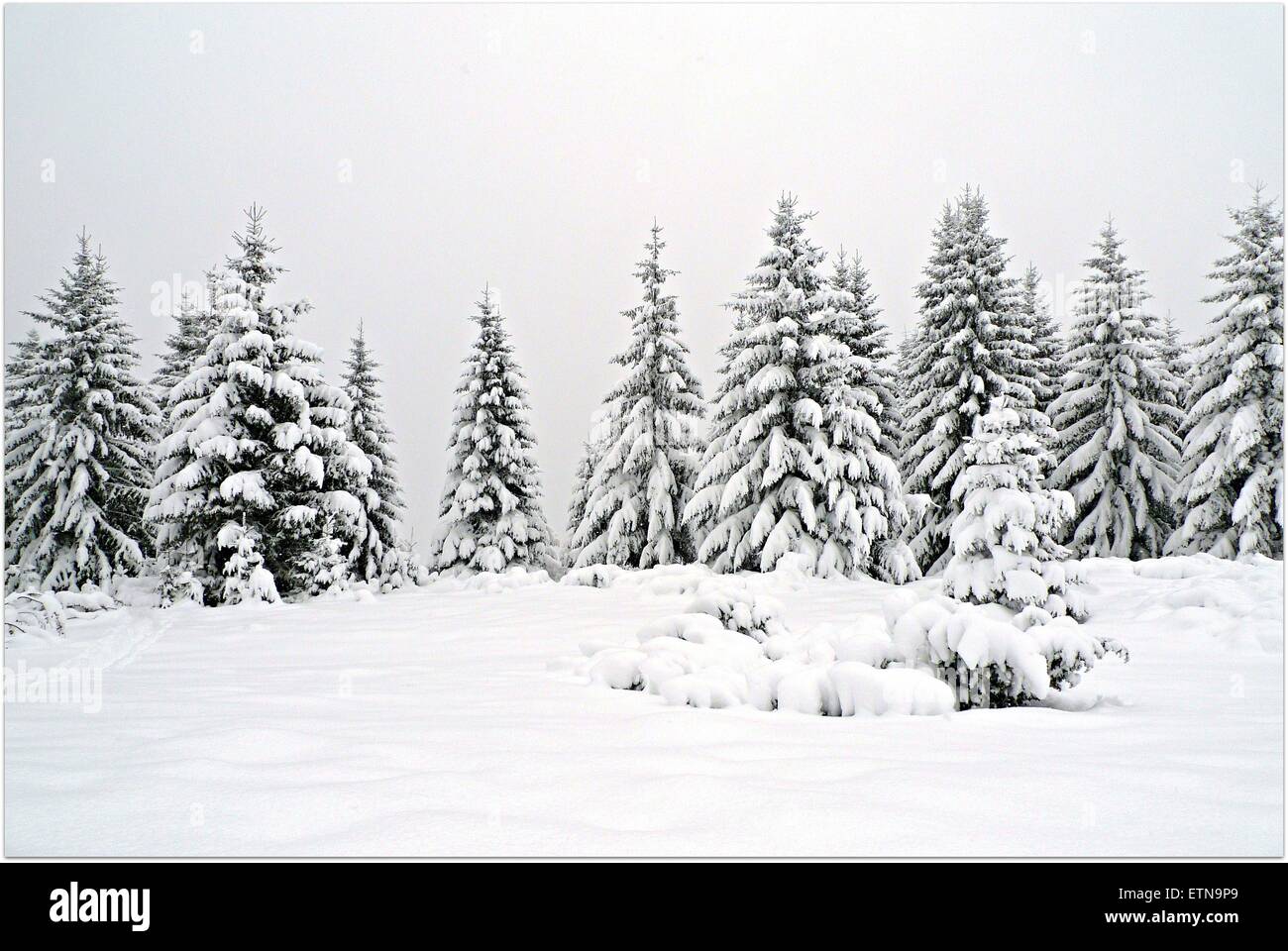 Large fir trees hi-res stock photography and images - Alamy