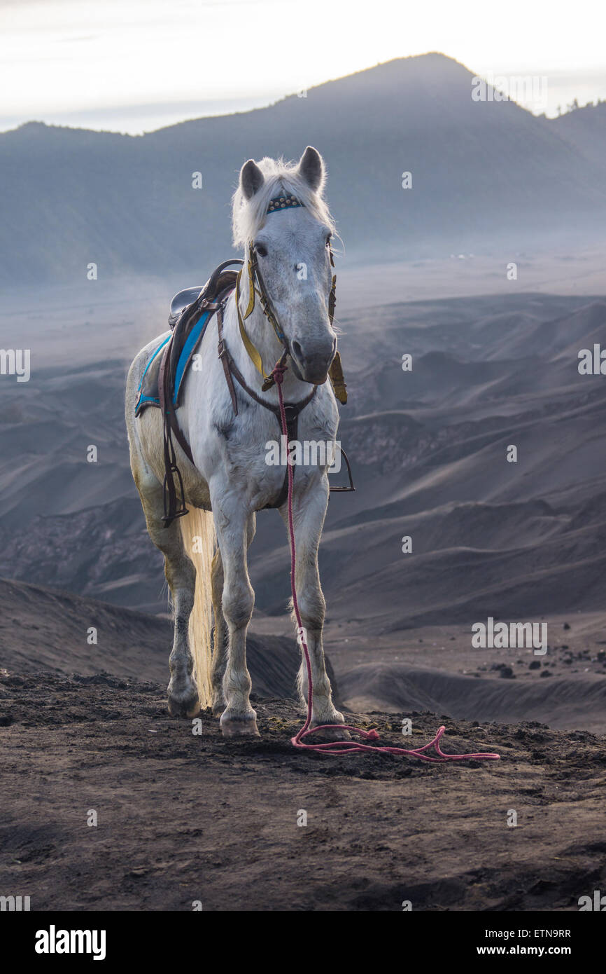 Bromo mountain vertical hi-res stock photography and images - Alamy