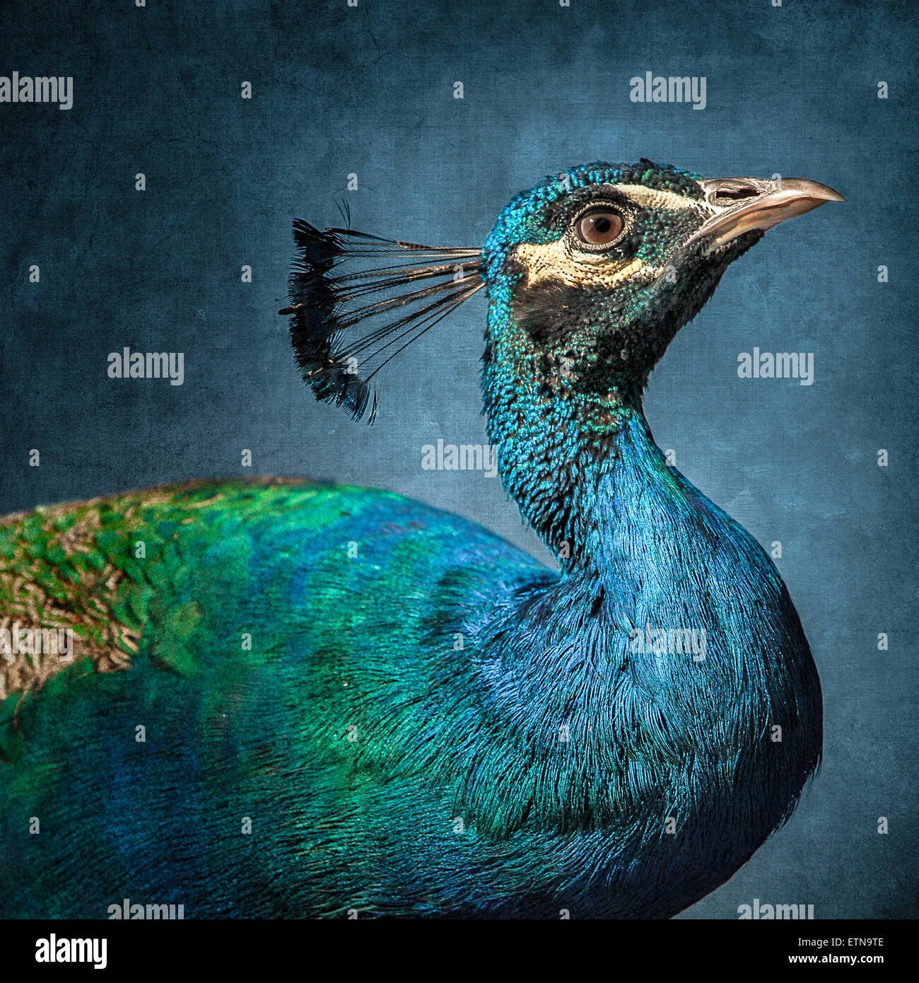 Portrait of a peacock bird Stock Photo - Alamy