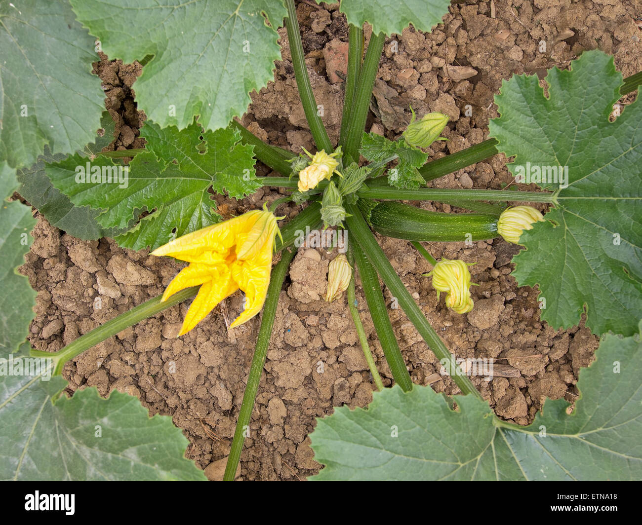 Courgette plant garden hi-res stock photography and images - Alamy