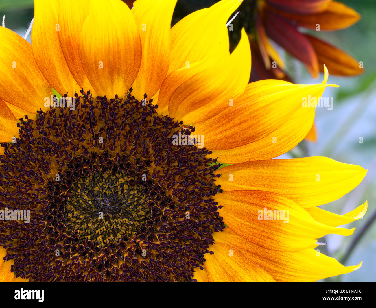Dark sunflower hi-res stock photography and images - Alamy