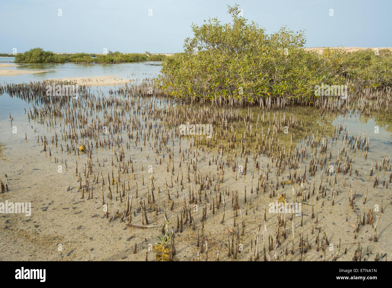 Large white mangrove trees in a tropical lagoon with roots sticking out ...
