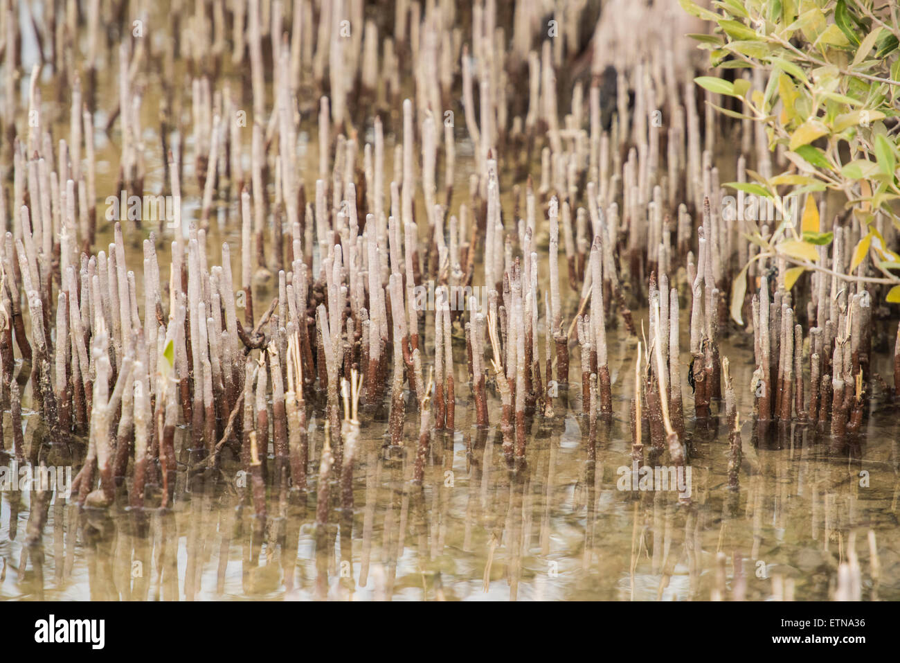 White Mangrove Roots