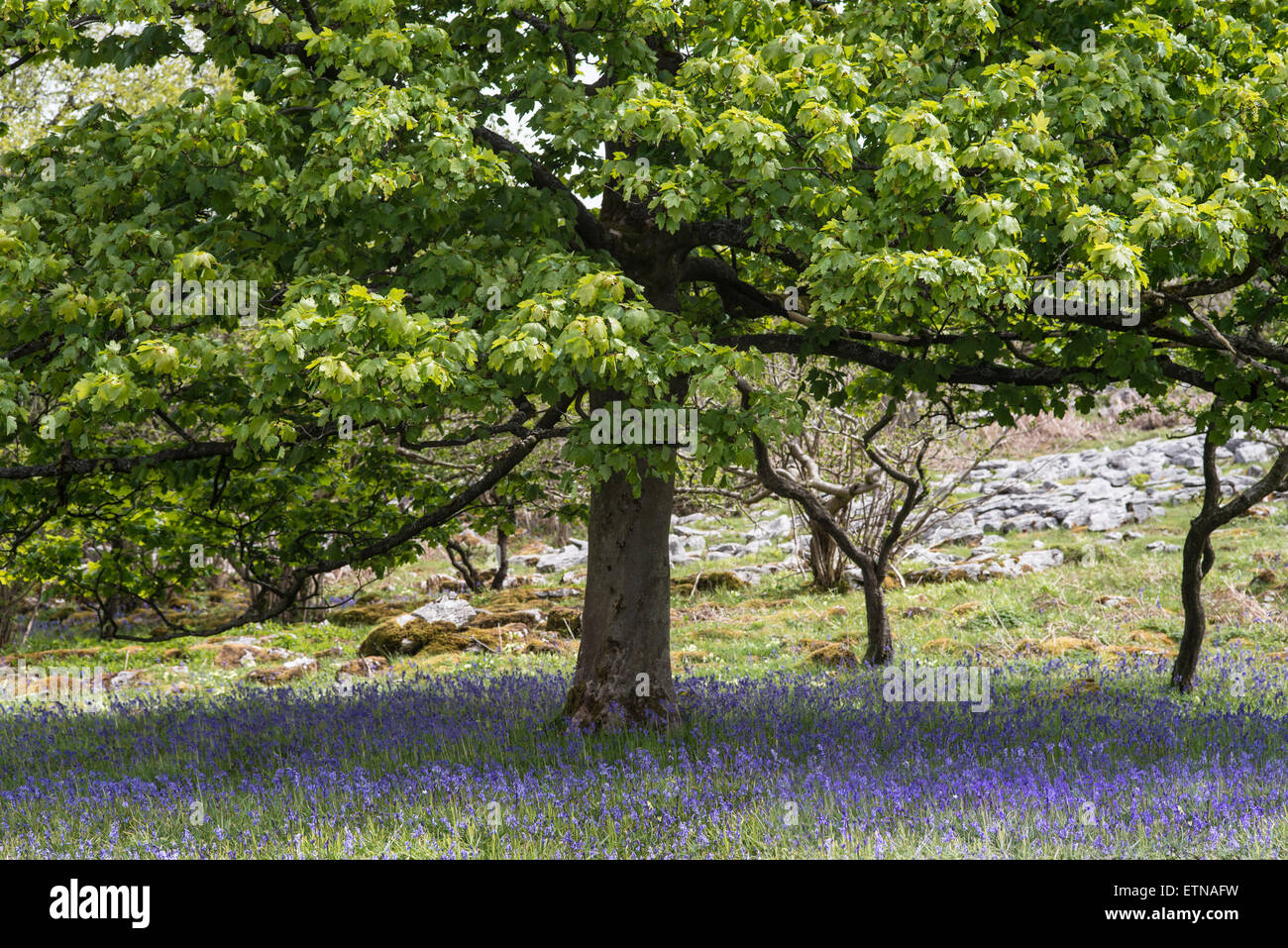 Bluebells at Wharfe Wood Stock Photo - Alamy