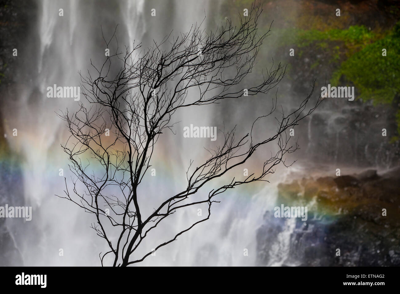 Rainbow tree hi-res stock photography and images - Alamy