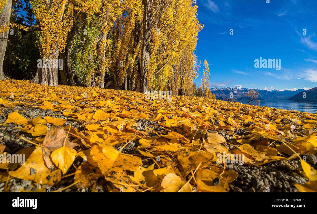 Autumn Leaves at Lake Wanaka, Queenstown, New Zealand Stock Photo - Alamy