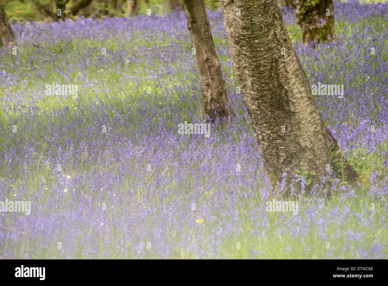 Oxenber And Wharfe Wood High Resolution Stock Photography and Images ...