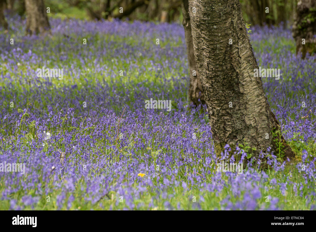 Bluebells at Wharfe Wood Stock Photo - Alamy