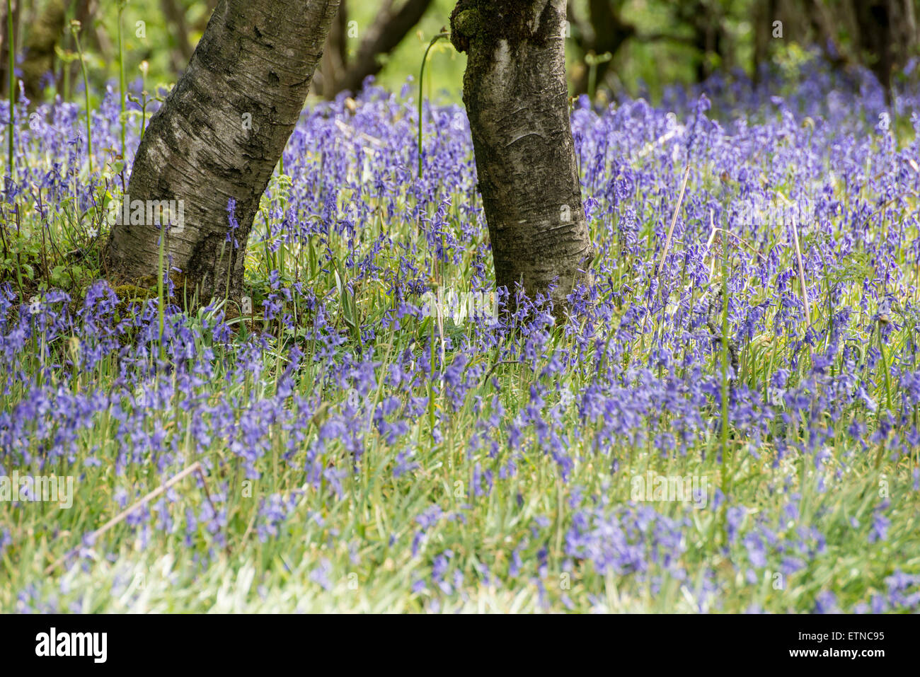 Bluebells at Wharfe Wood Stock Photo - Alamy