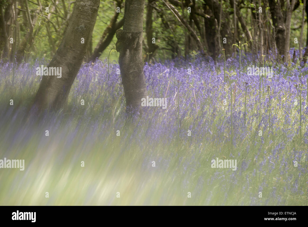 Bluebells at Wharfe Wood Stock Photo - Alamy