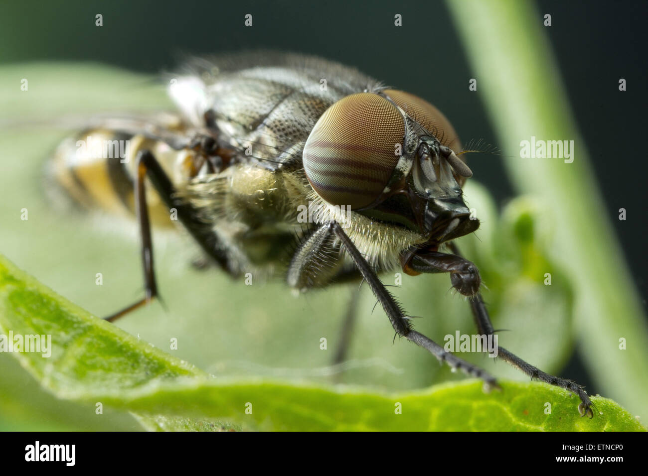 Macro shot of fly on plant Stock Photo - Alamy