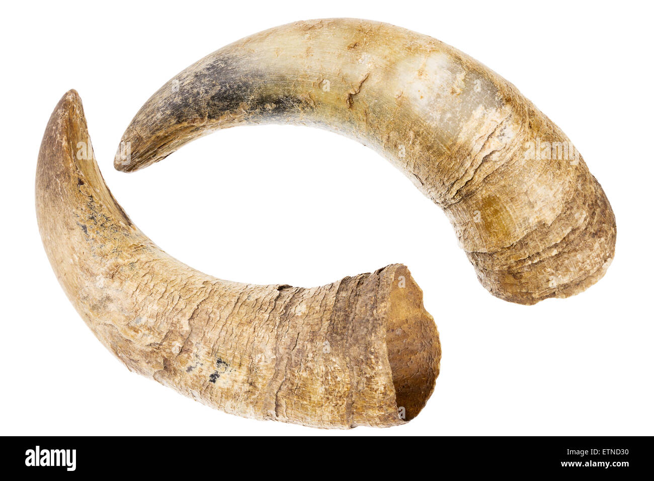 Two old horns of a cow isolated on a white background Stock Photo - Alamy