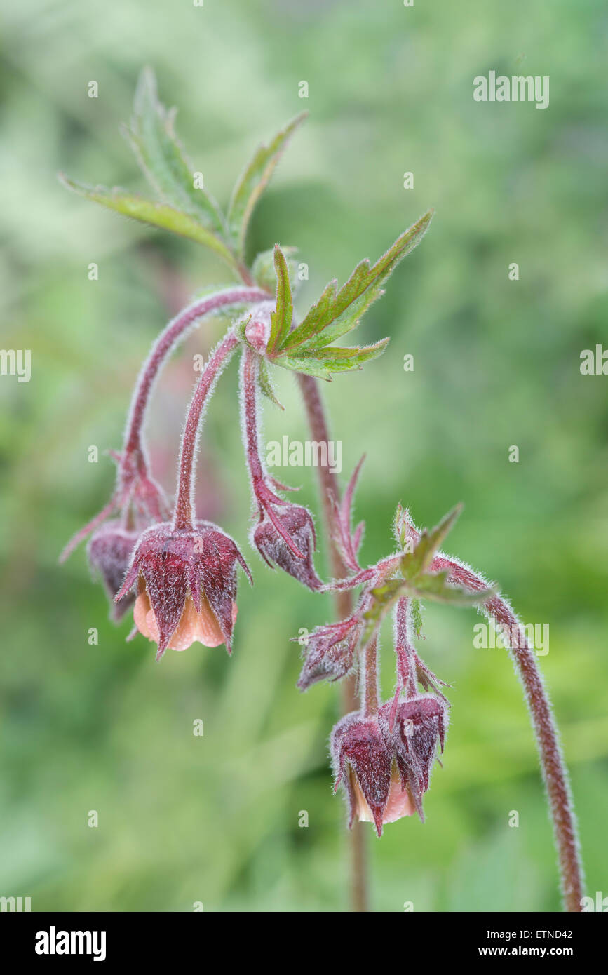 Water Aven Flowers, Geum Rivale Stock Photo - Alamy