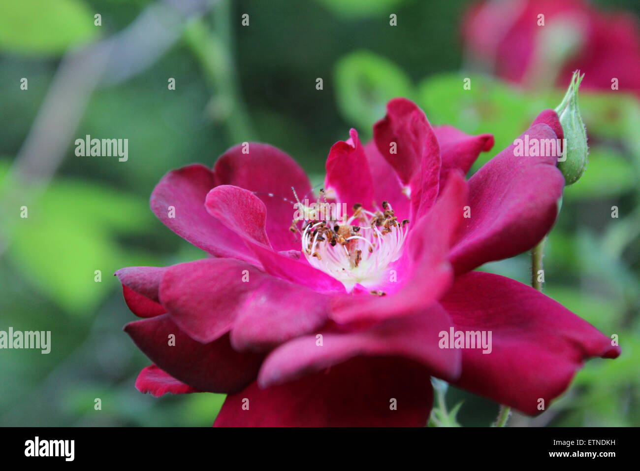 5184 x 3456 hi-res stock photography and images - Alamy