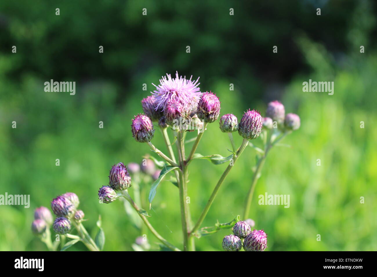 5184 x 3456 hi-res stock photography and images - Alamy