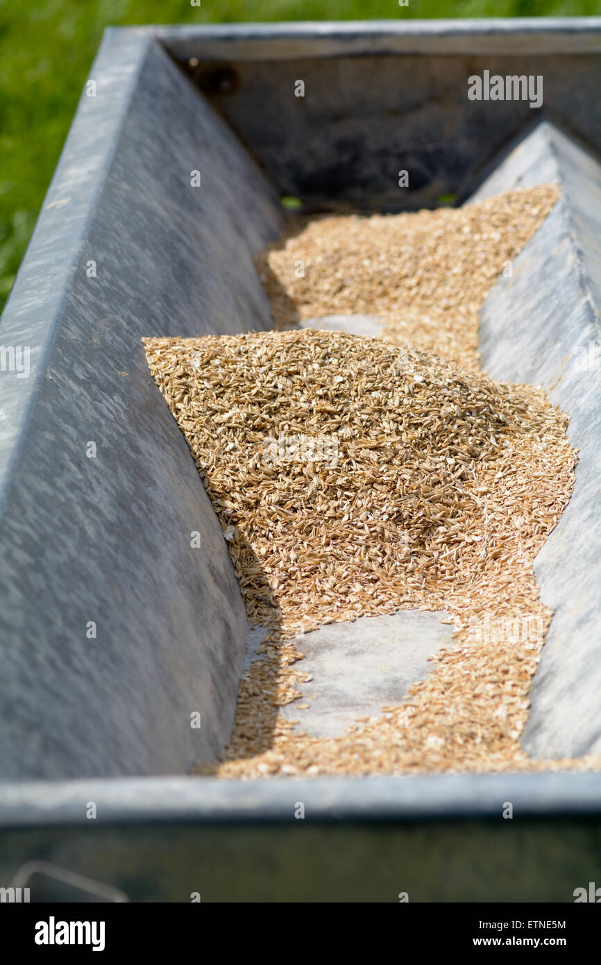 Grain in cattle feed stand Stock Photo - Alamy