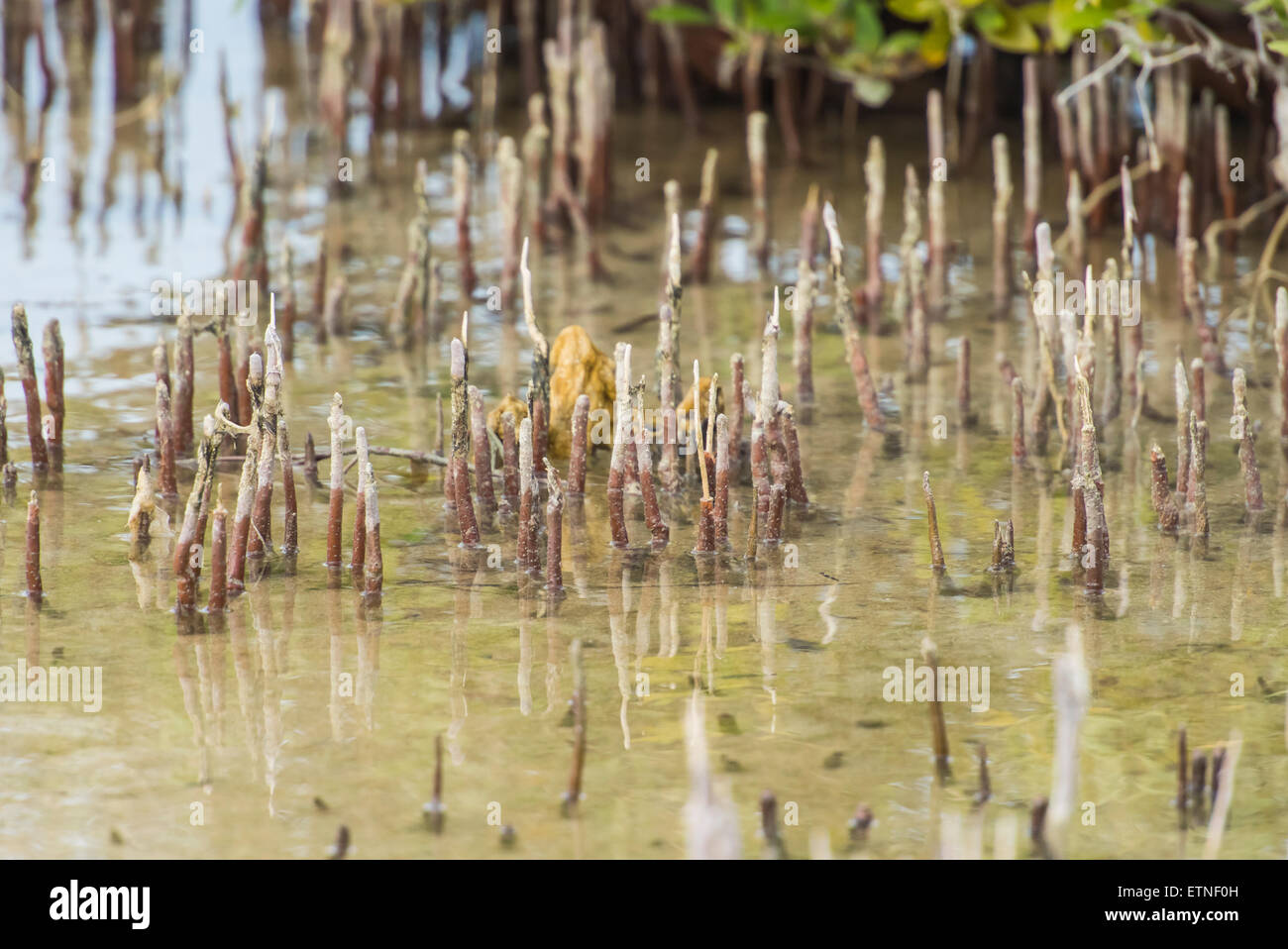 White mangrove tree roots in a tropical lagoon sticking out the water ...