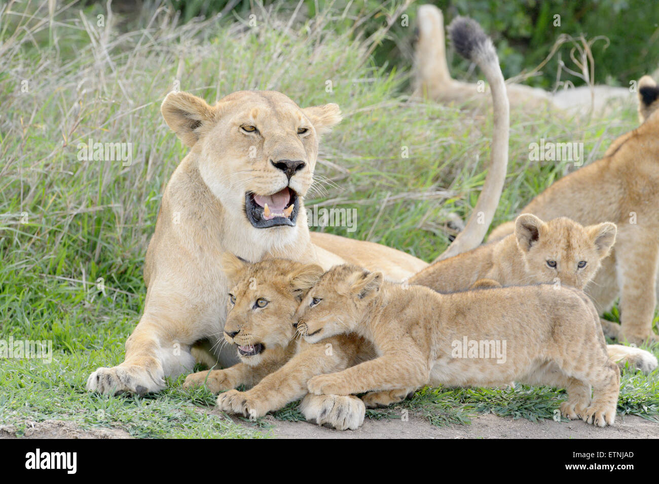 Lion cub with mom hi-res stock photography and images - Alamy
