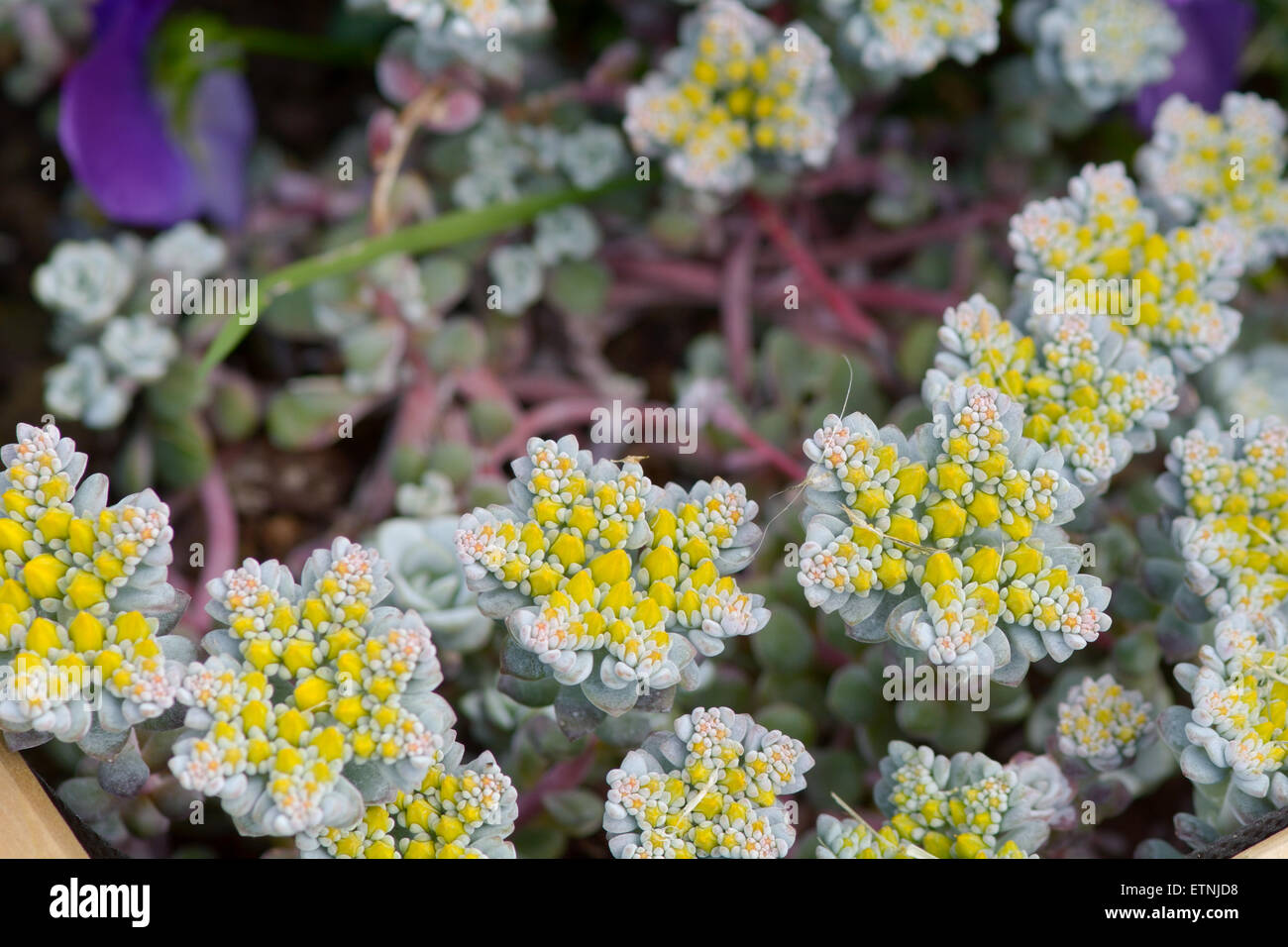 Sedum spathulifolium cape blanco hi-res stock photography and images ...