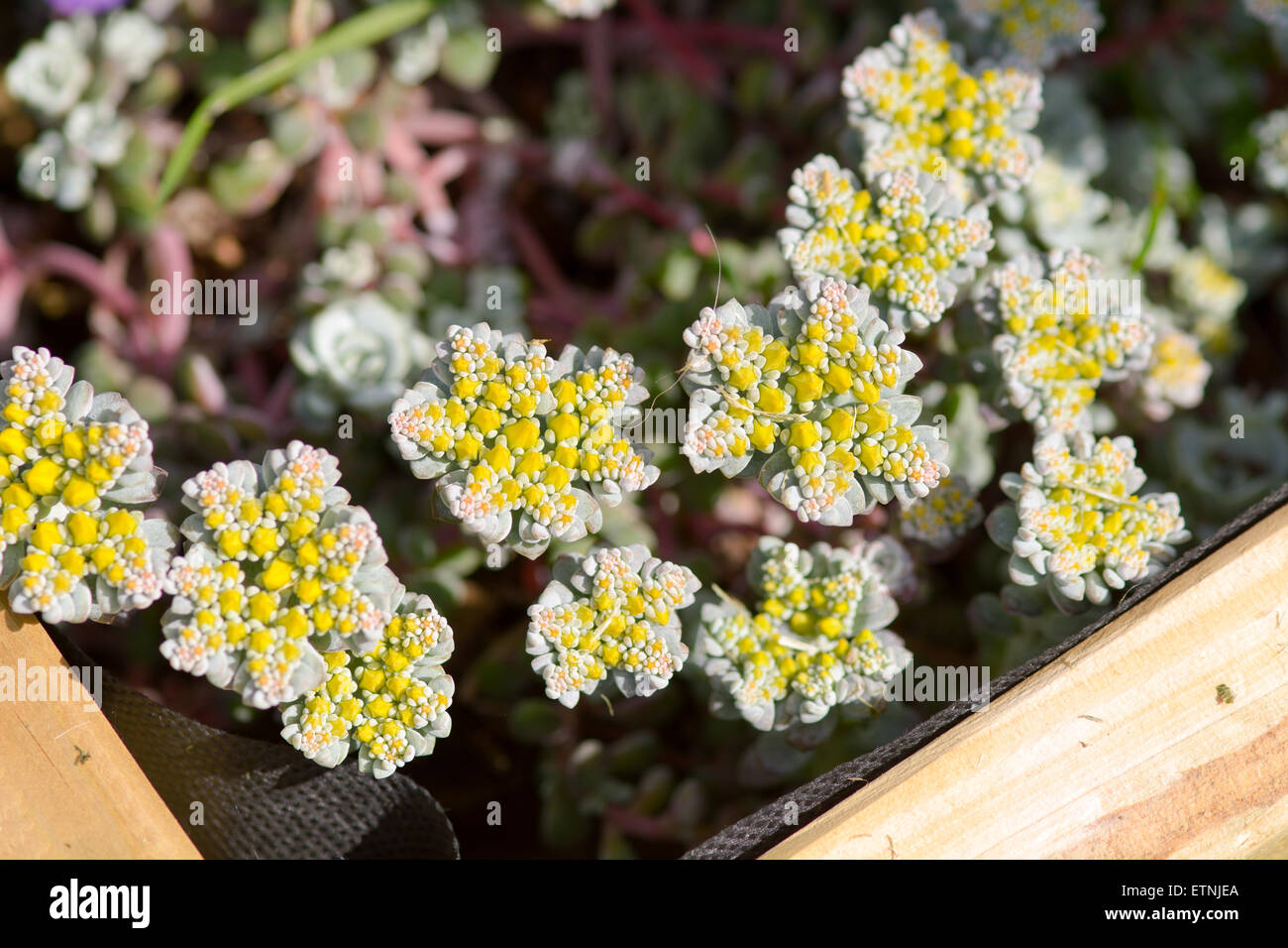 Sedum spathulifolium cape blanco hi-res stock photography and images ...