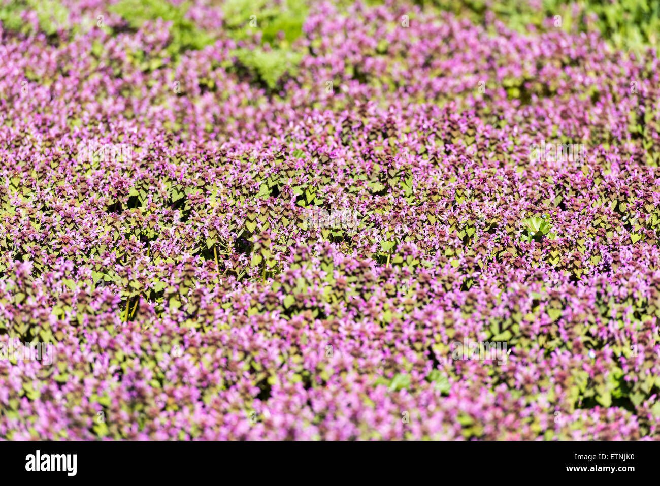 Violet Spring Flowers Field Blossom In Spring Stock Photo - Alamy